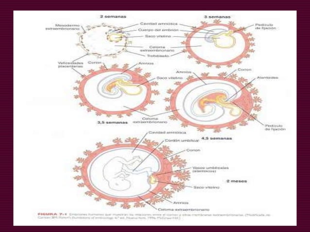 Desarrollo Placenta