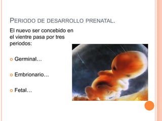 Desarrollo prenatal | PPT