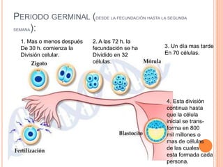 Desarrollo prenatal | PPTX