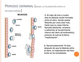 Desarrollo prenatal | PPTX