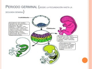 Desarrollo prenatal | PPT