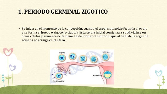Etapa prenatal e infancia