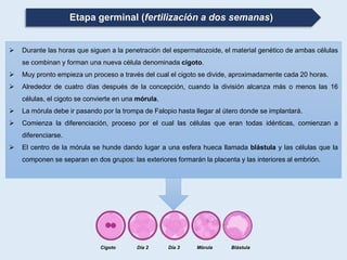 Etapas del Desarrollo prenatal | PPTX