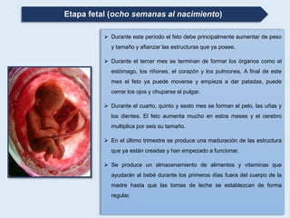 Etapas del Desarrollo prenatal | PPTX