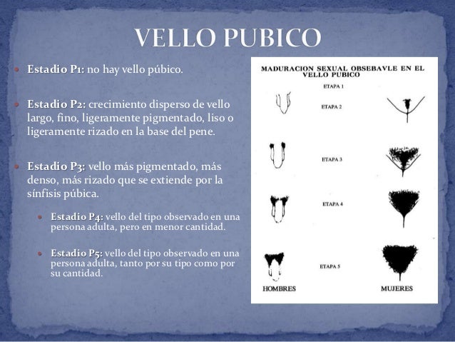 Desarrollo Prepuberal
