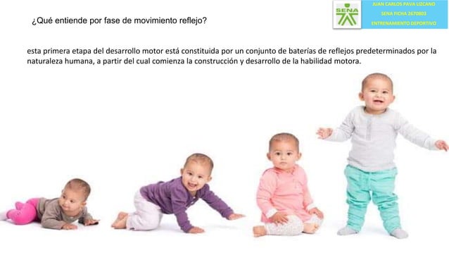 Fases del desarrollo motor | PPT