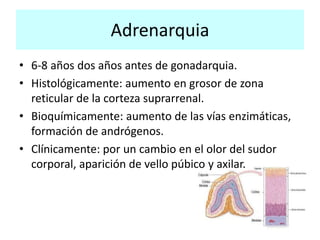 Desarrollo puberal | PPTX
