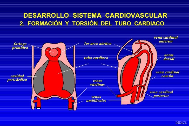 Desarrollo sistema cardiovascular