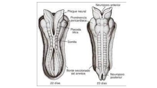 DESARROLLO TARDÍO. BIOLOGIA DEL DESARROLLO | PPTX
