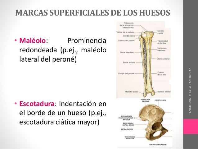Desarrollo y crecimiento de los huesos