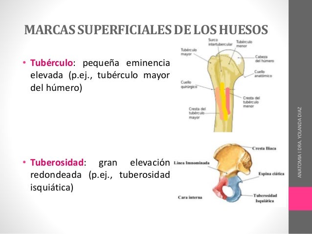 Desarrollo y crecimiento de los huesos