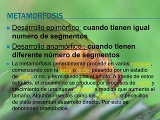Desarrollo y metamorfosis ppt | PPTX
