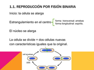Desarrollo y reproduccion bacteriana. | PPTX