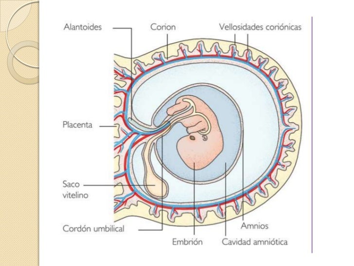 Desarrolo embrionario 2