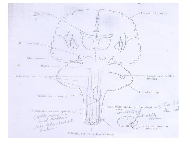 Descending motor pathways | PPT | Brain and Nervous System Disorders ...