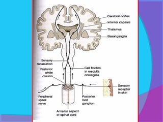 Descending pathways dr_khadija (1) | PPT