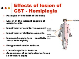 Descending tracts Physiology Central nervous | PPTX