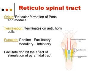 Descending tracts Physiology Central nervous | PPTX