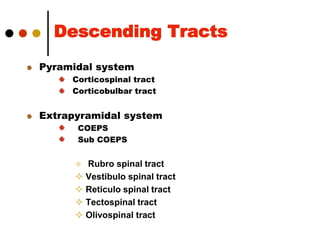 Descending tracts Physiology Central nervous | PPTX