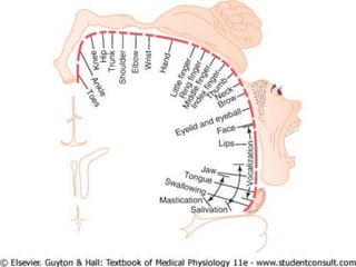 Descending tracts Physiology Central nervous | PPTX