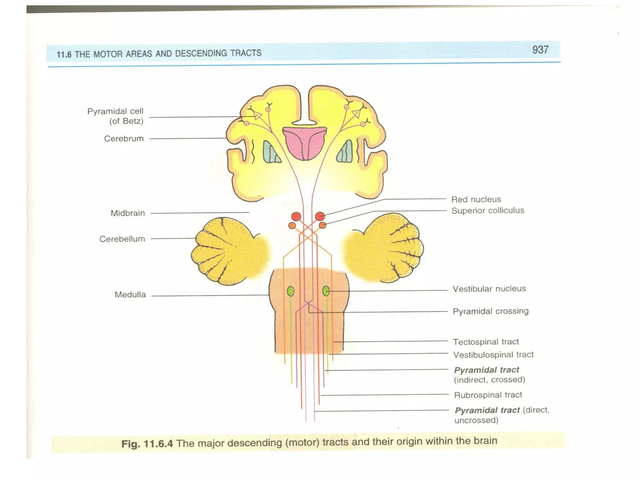 Descending tract diagram final | PPT