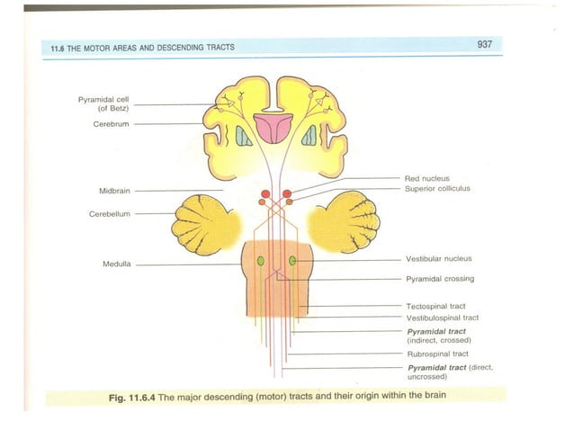 Descending tract diagram final | PPT