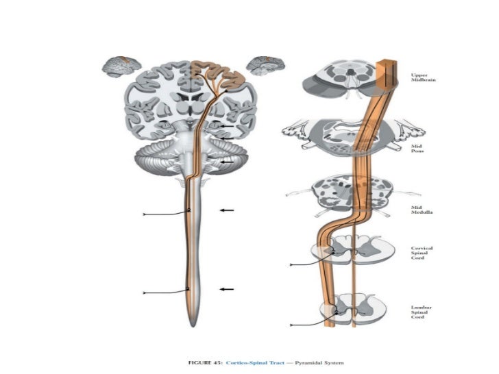 Extrapyramidal Motor Pathway Impremedianet