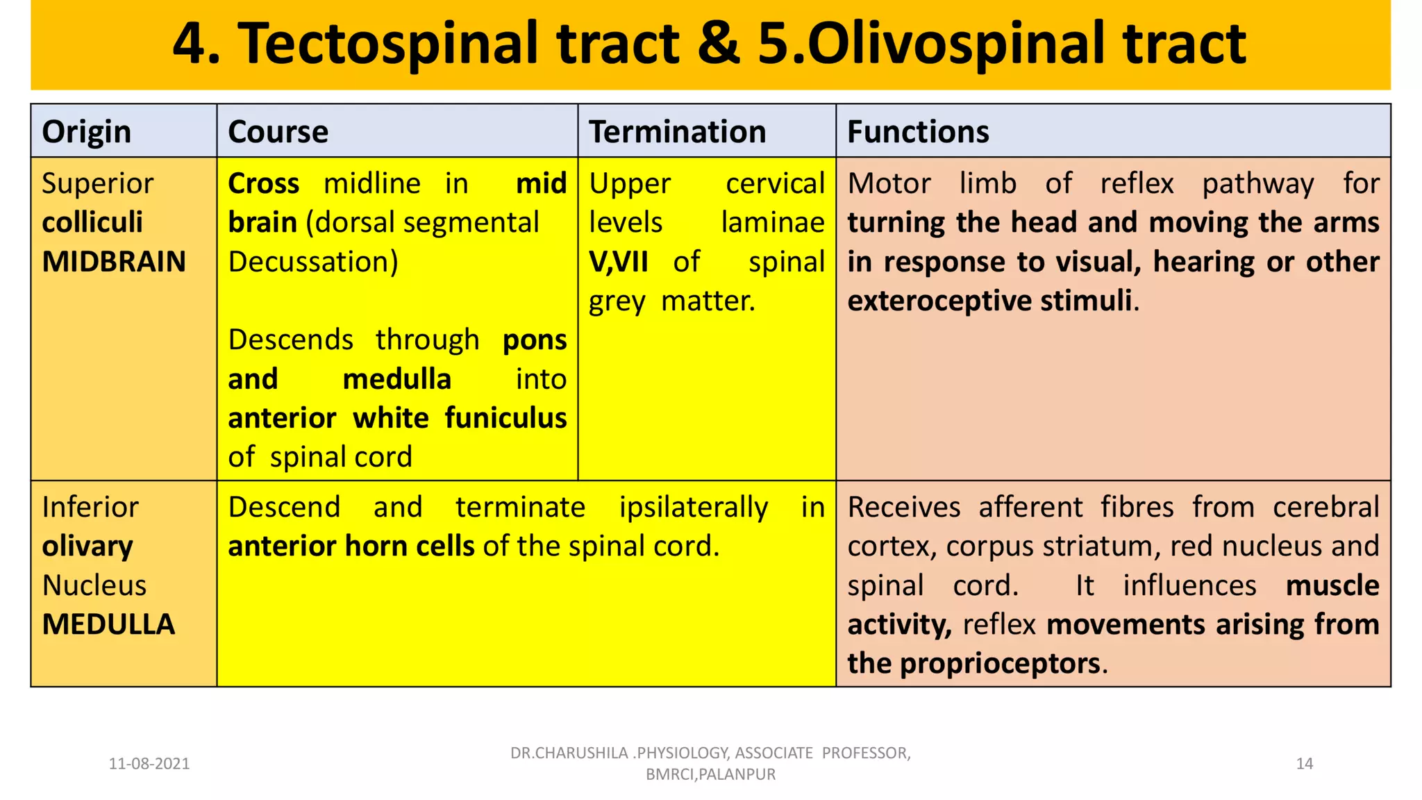 Descending tracts- Central Nervous System | PDF