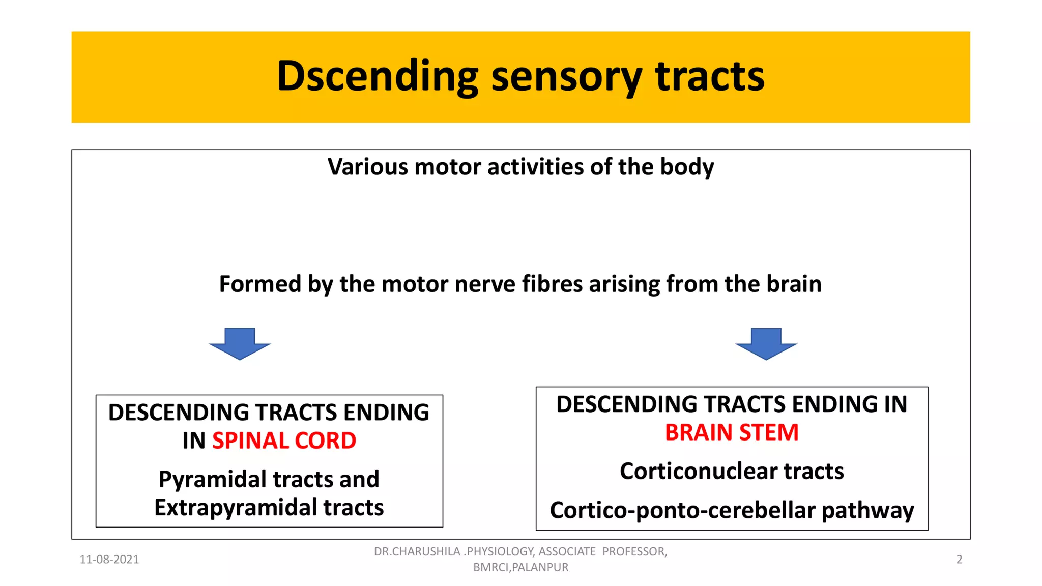 Descending tracts- Central Nervous System | PDF