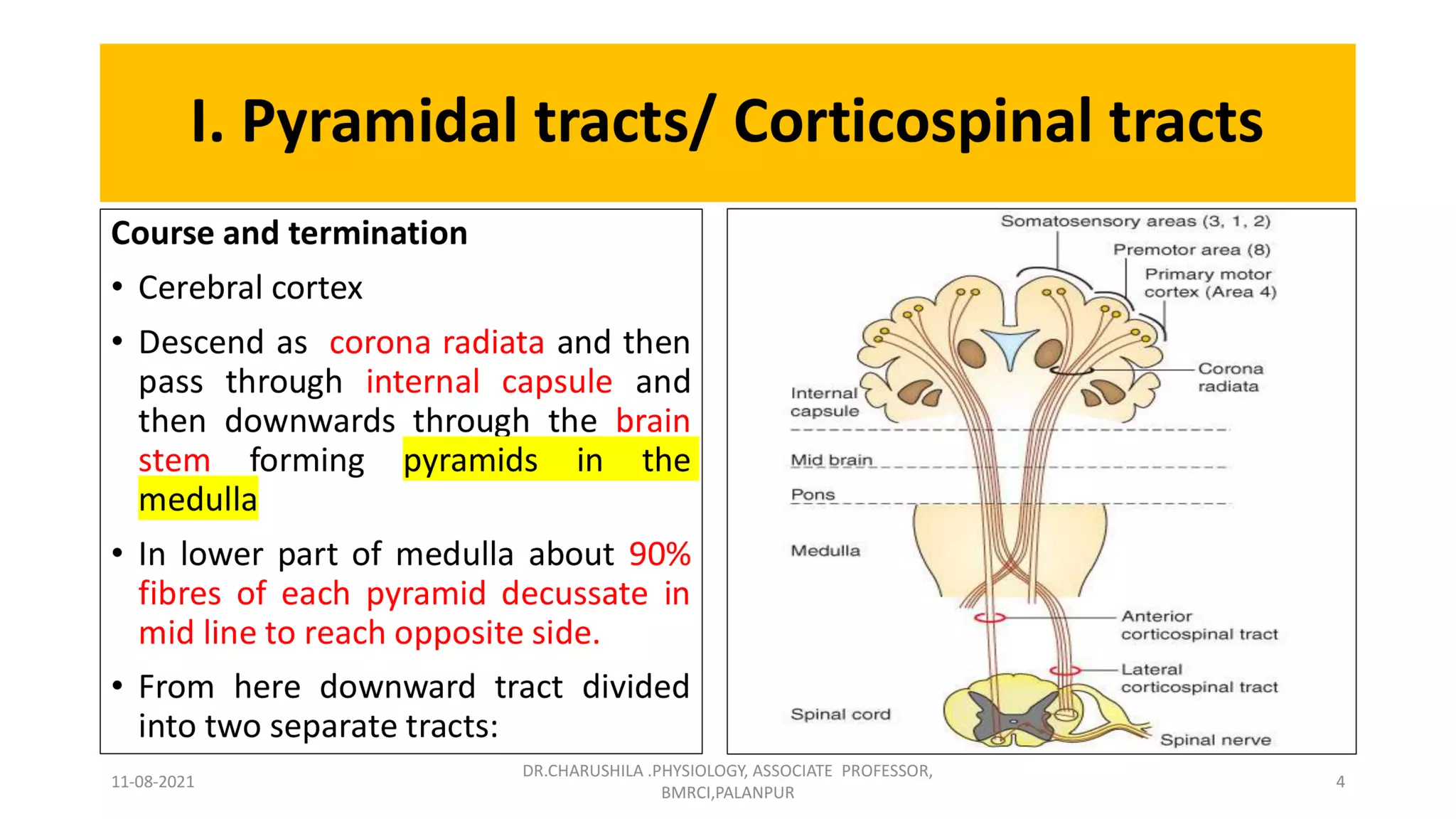 Descending tracts- Central Nervous System | PDF