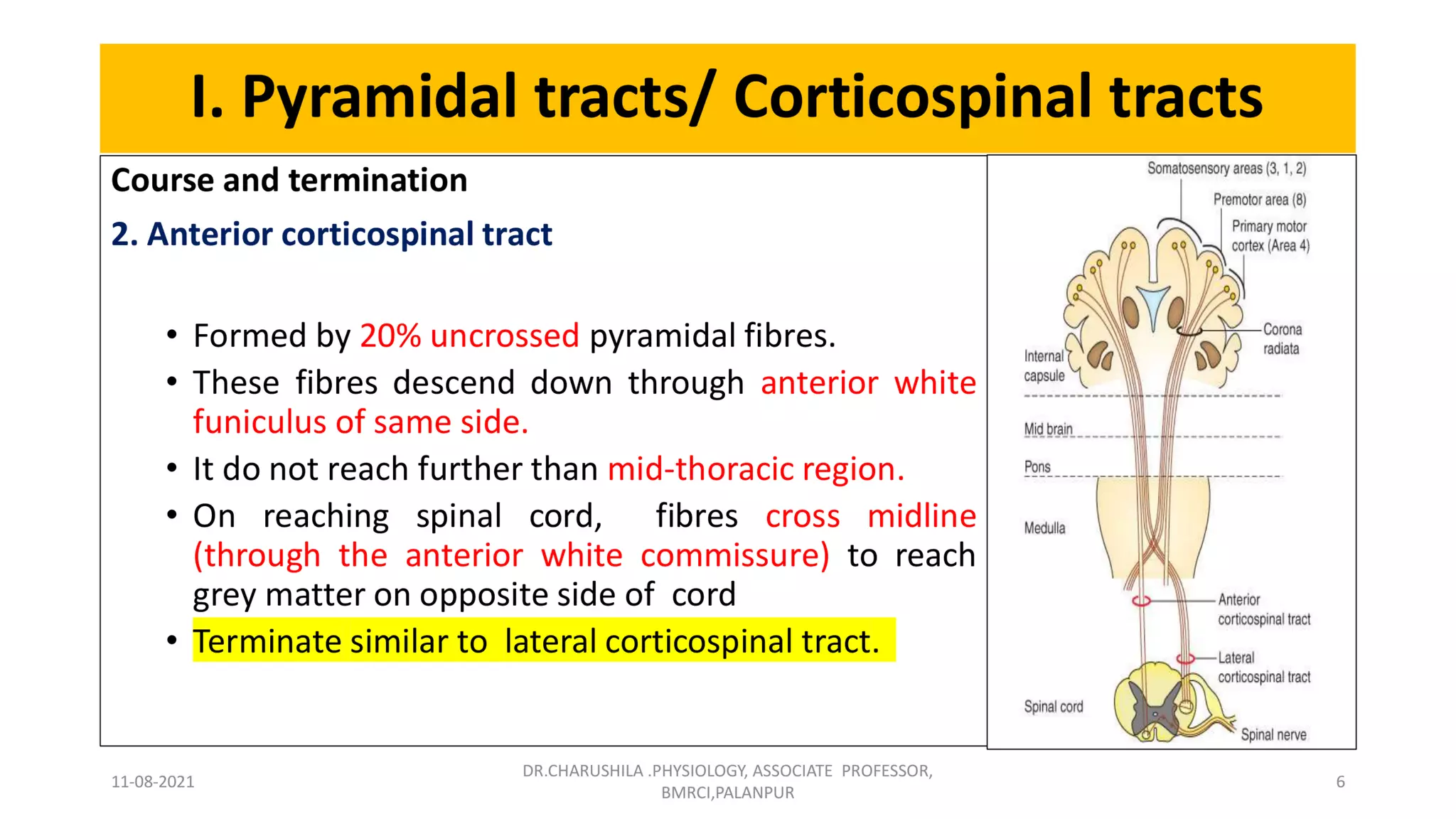 Descending tracts- Central Nervous System | PDF