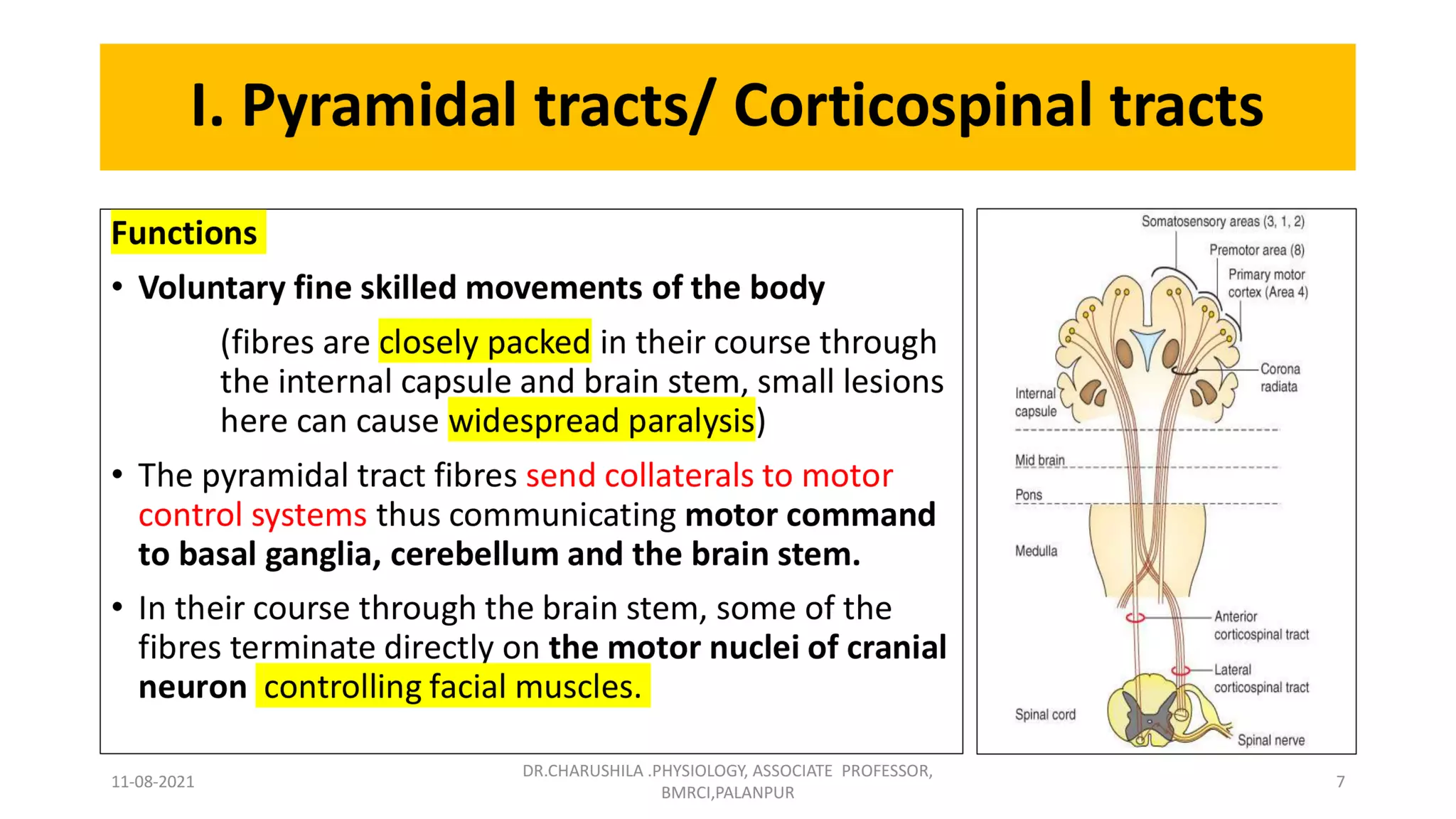 Descending tracts- Central Nervous System | PDF