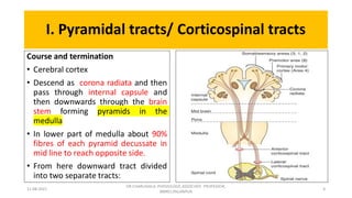 Descending tracts- Central Nervous System | PDF