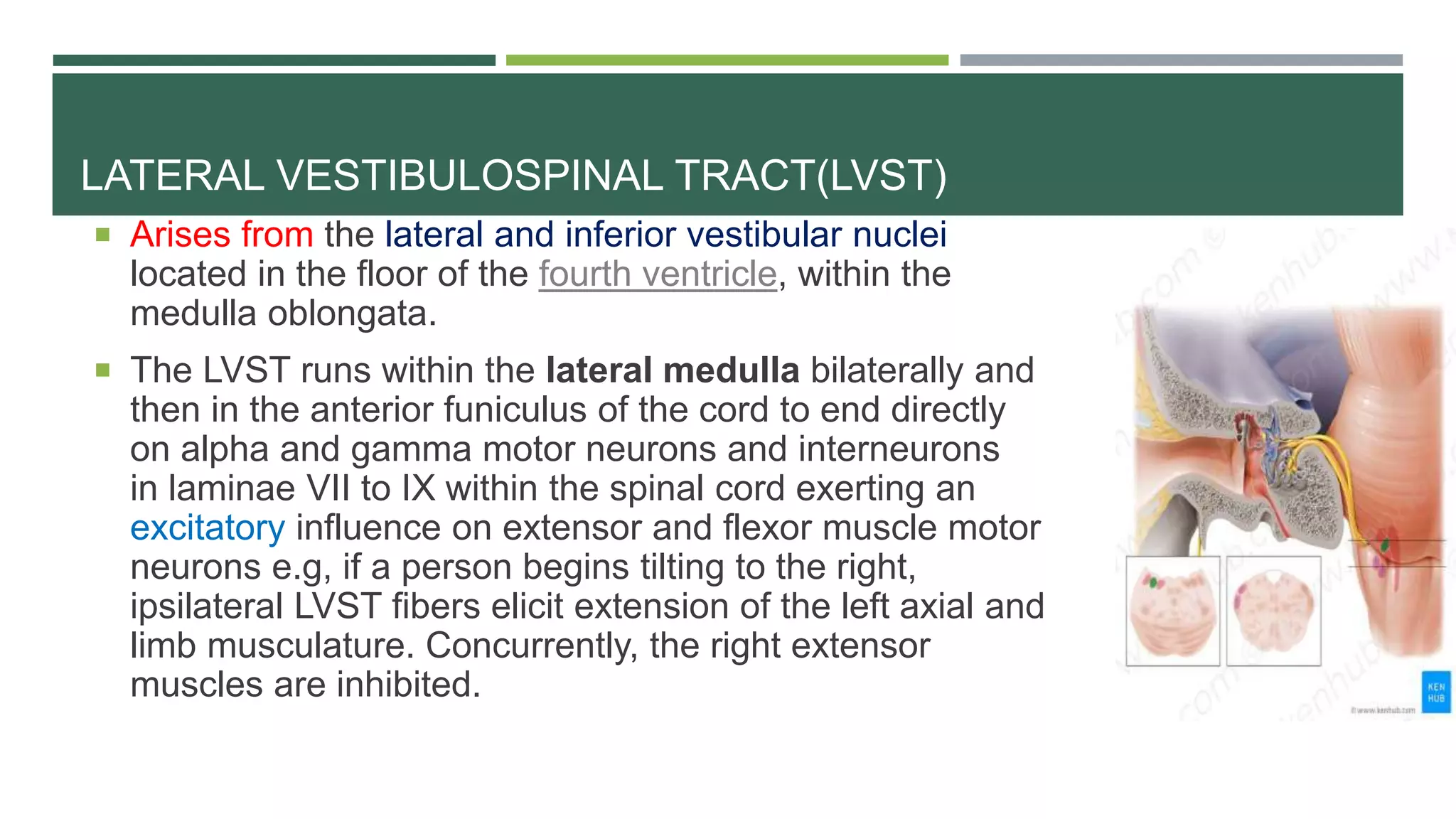 Descending Tracts of spinal cord.pptx