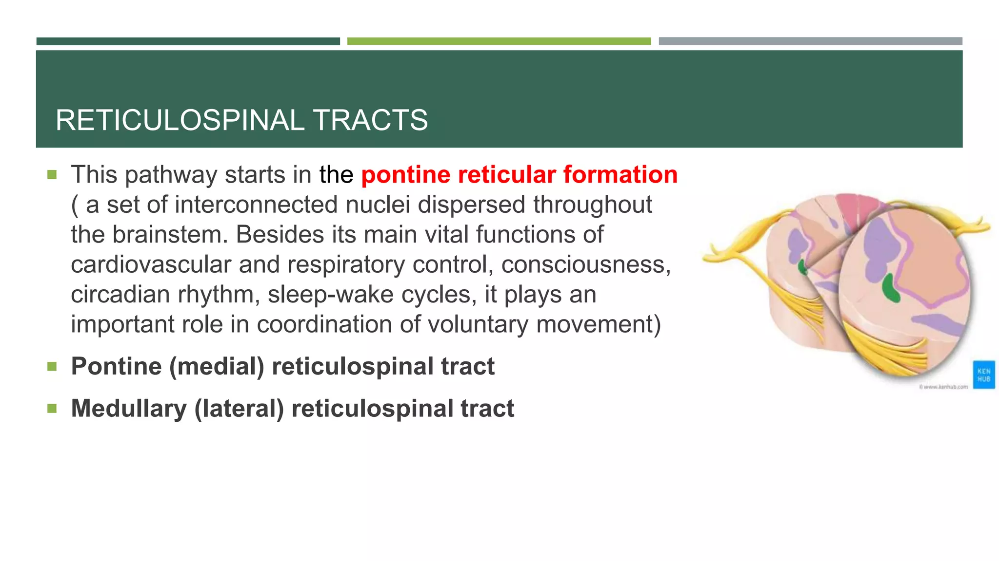 Descending Tracts of spinal cord.pptx