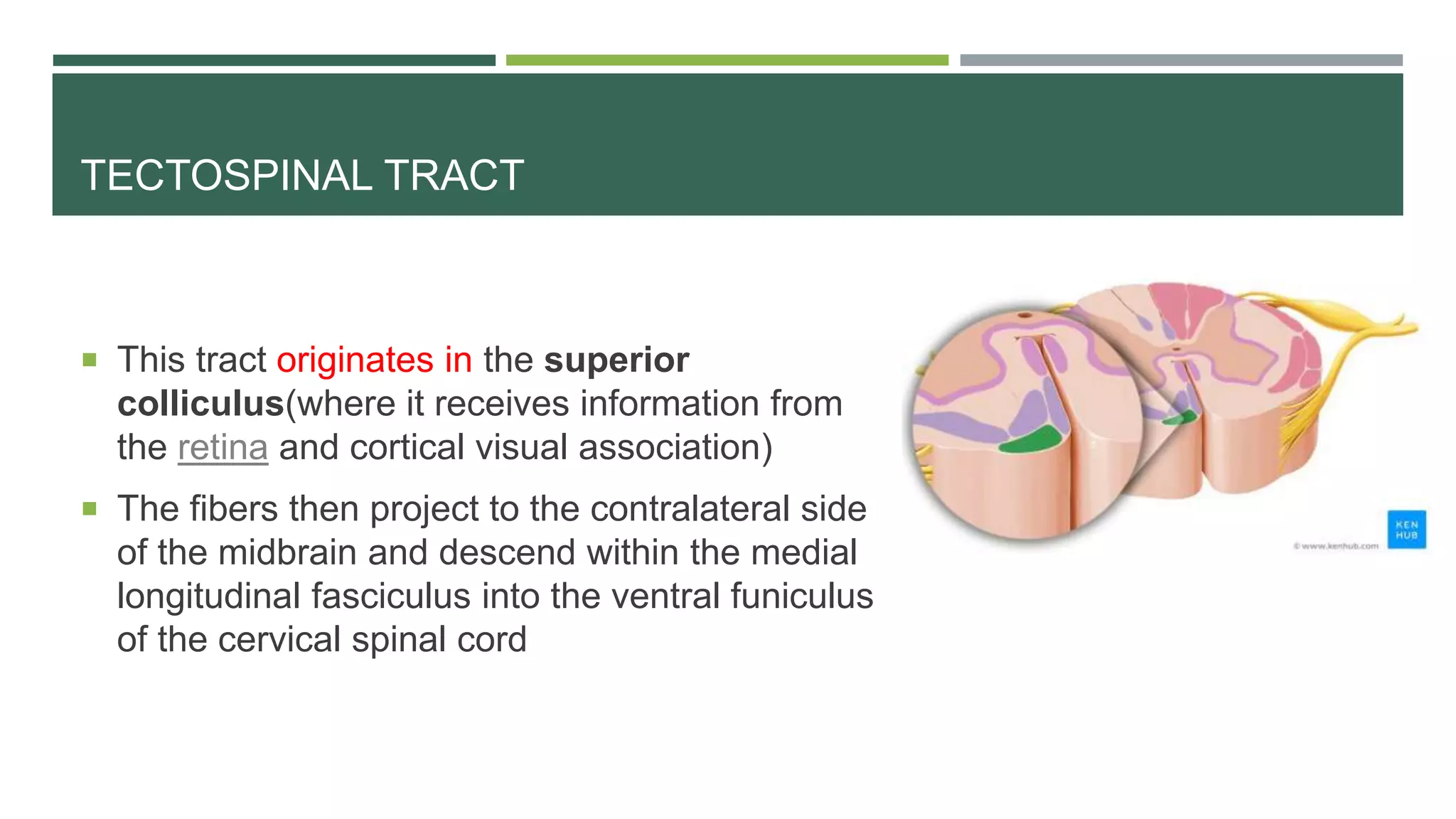 Descending Tracts of spinal cord.pptx