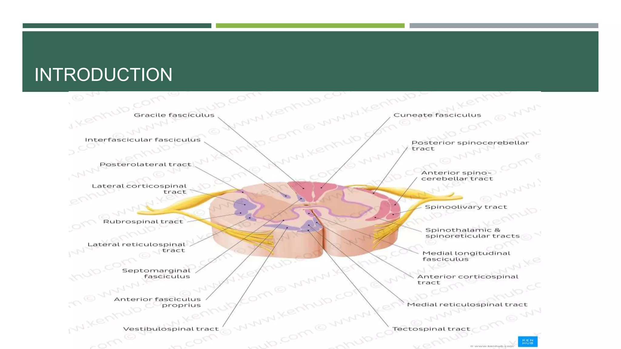 Descending Tracts of spinal cord.pptx