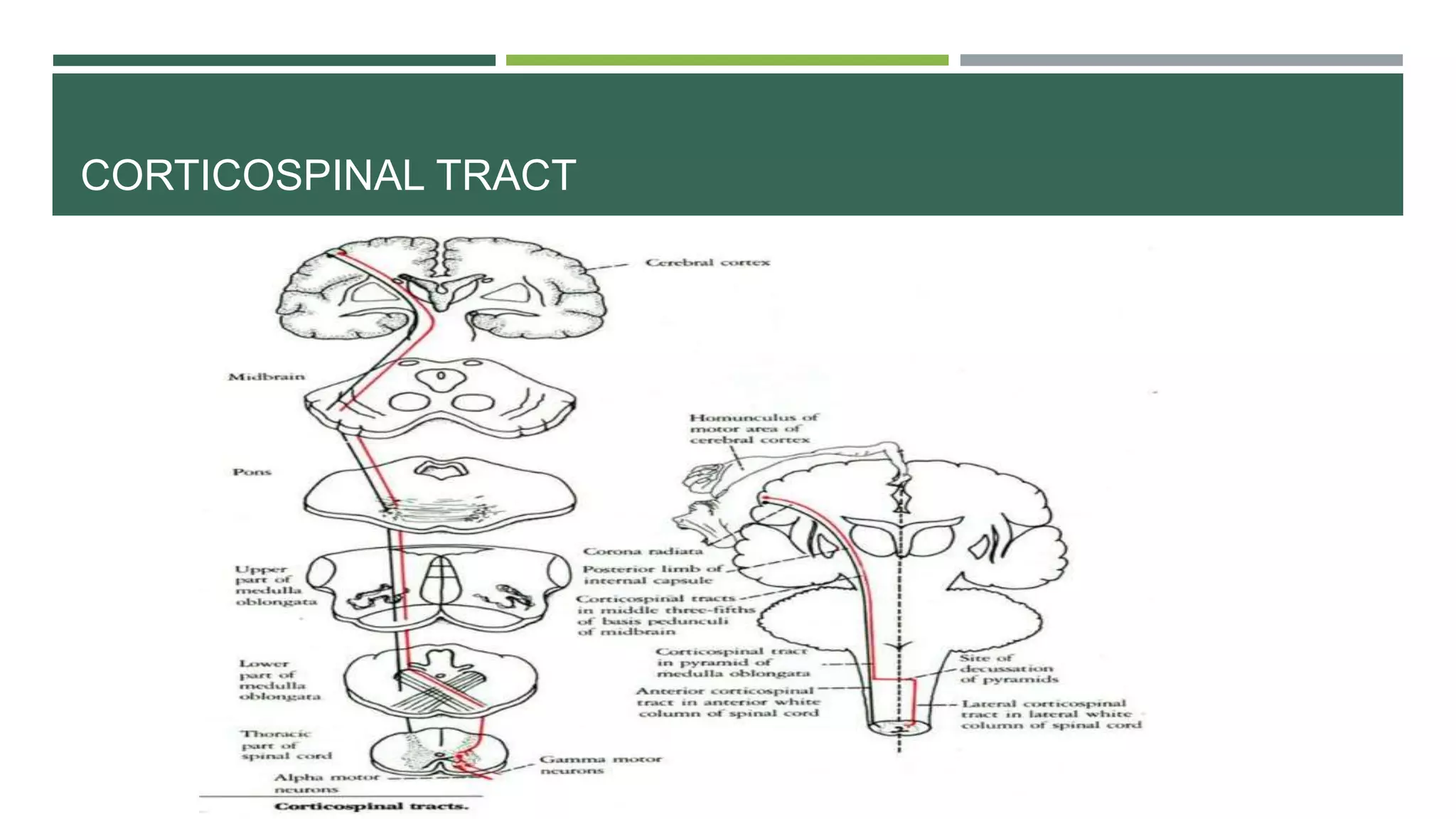 Descending Tracts of spinal cord.pptx