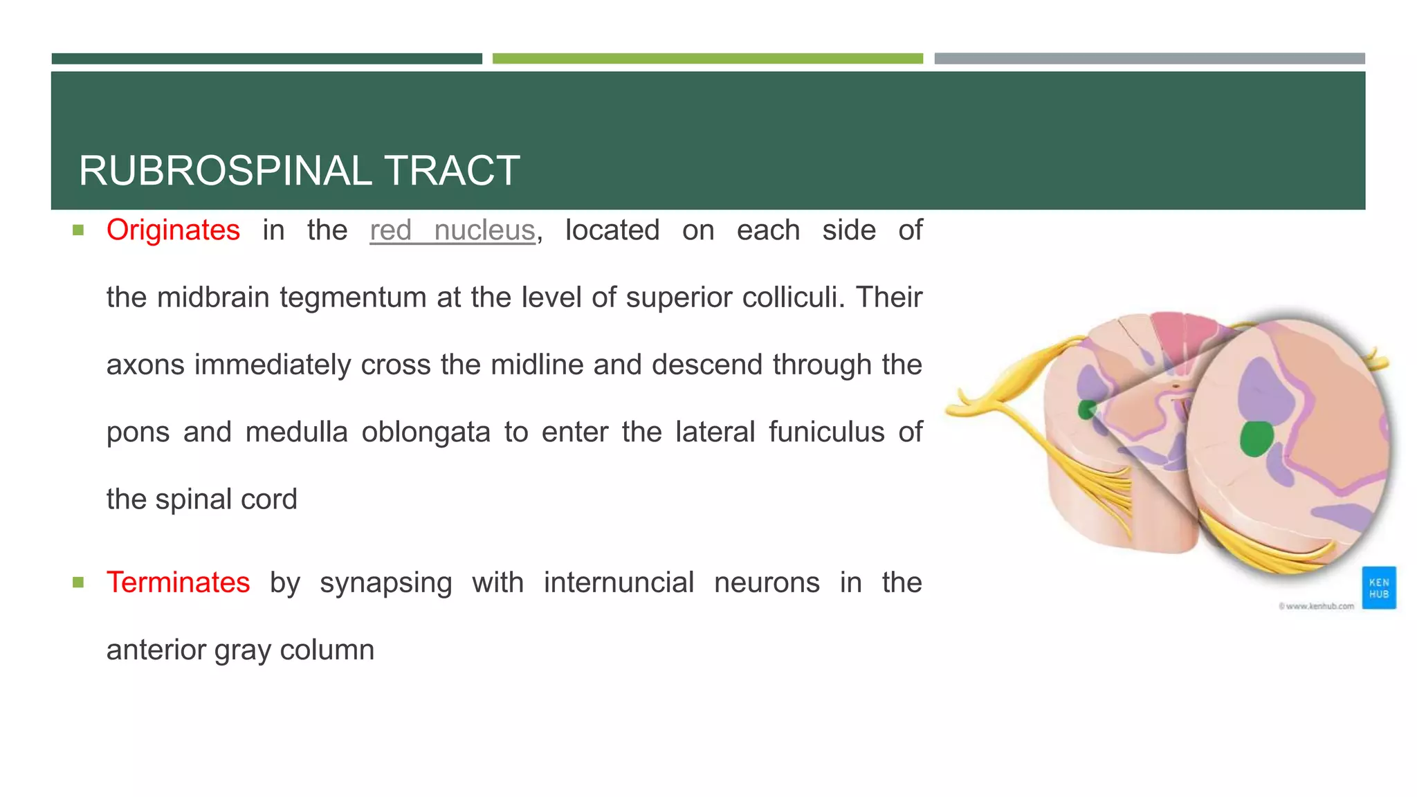 Descending Tracts of spinal cord.pptx
