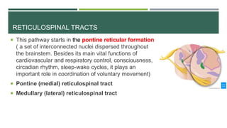 Descending Tracts of spinal cord.pptx | Brain and Nervous System ...