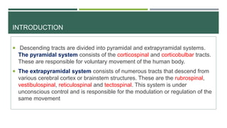 Descending Tracts of spinal cord.pptx | Brain and Nervous System ...