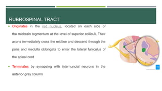 Descending Tracts of spinal cord.pptx | Brain and Nervous System ...