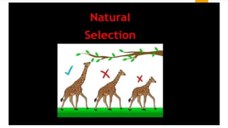 Descent with modification pptxnxxxx.pptx