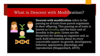 Descent with modification pptxnxxxx.pptx
