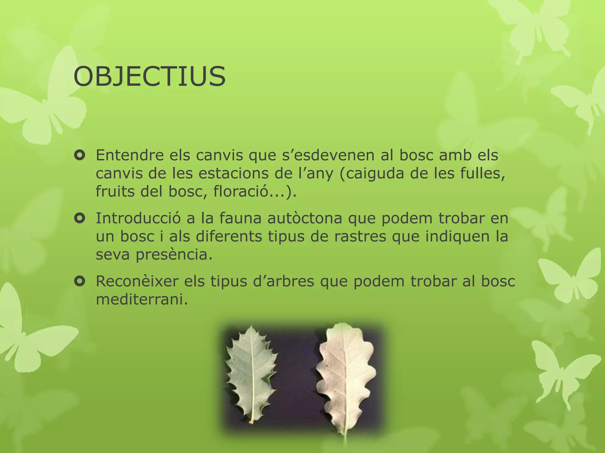 Descobrim el bosc | PPTX