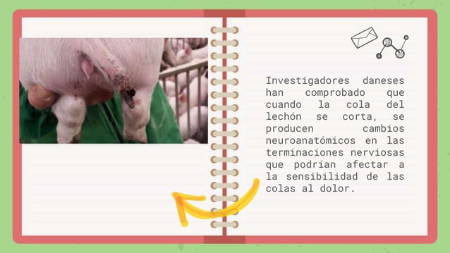 Manejo adecuado de descole en porcinos en granja intensiva | PPTX