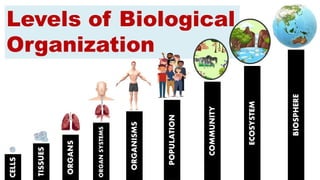 Describe the different levels of biological organization from.pptx