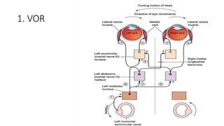 The functions of vestibular apparatus | PPTX