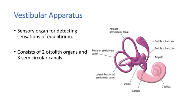 The functions of vestibular apparatus | PPTX