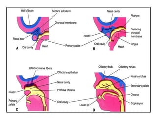 palate formation - amjad al.bleahid